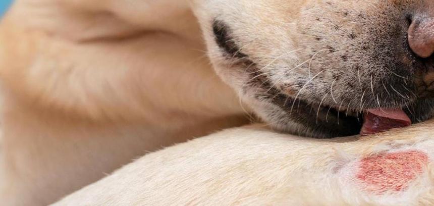 Entendiendo la Dermatitis en Perros y Cómo Aliviarla